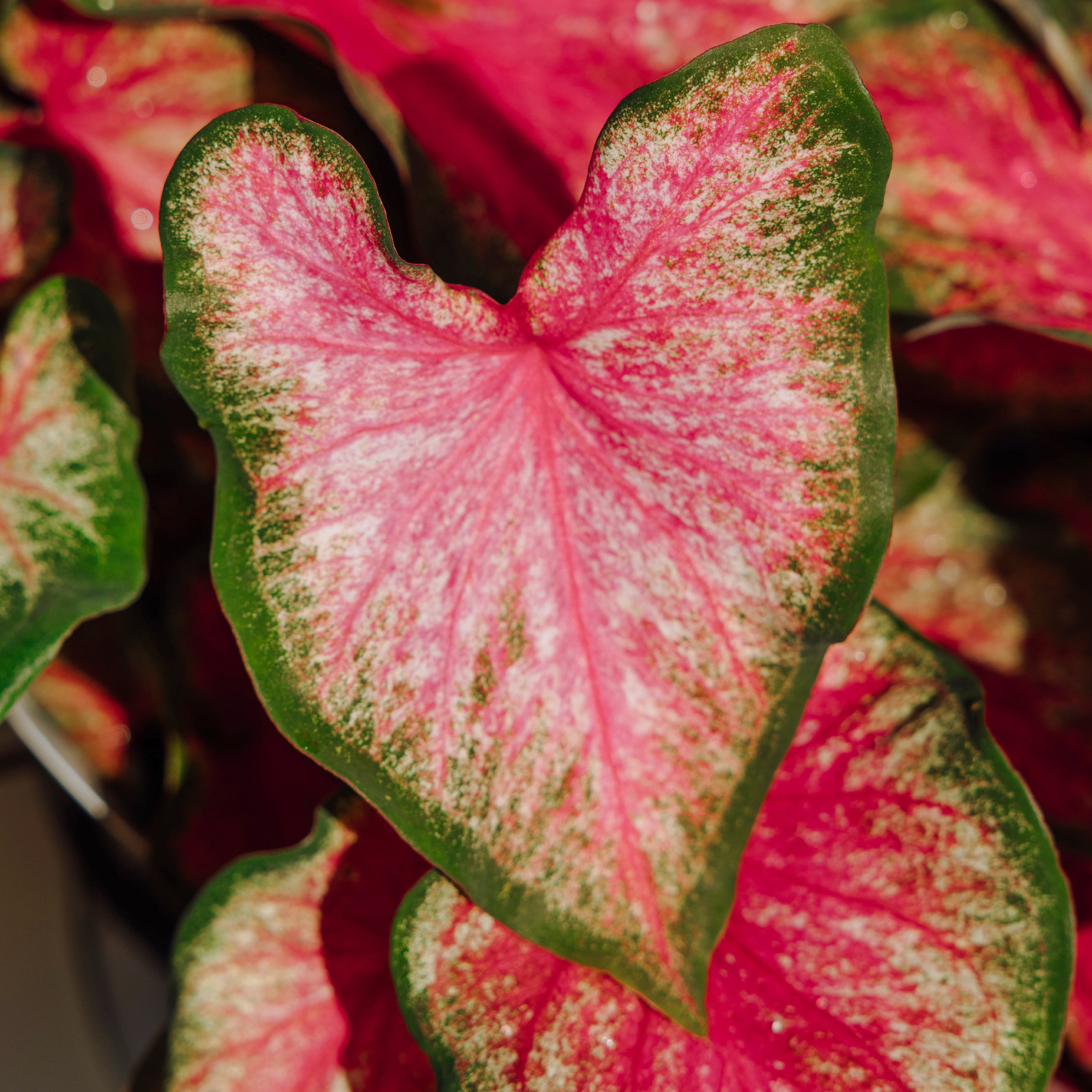 Classic Certification – Classic Caladiums