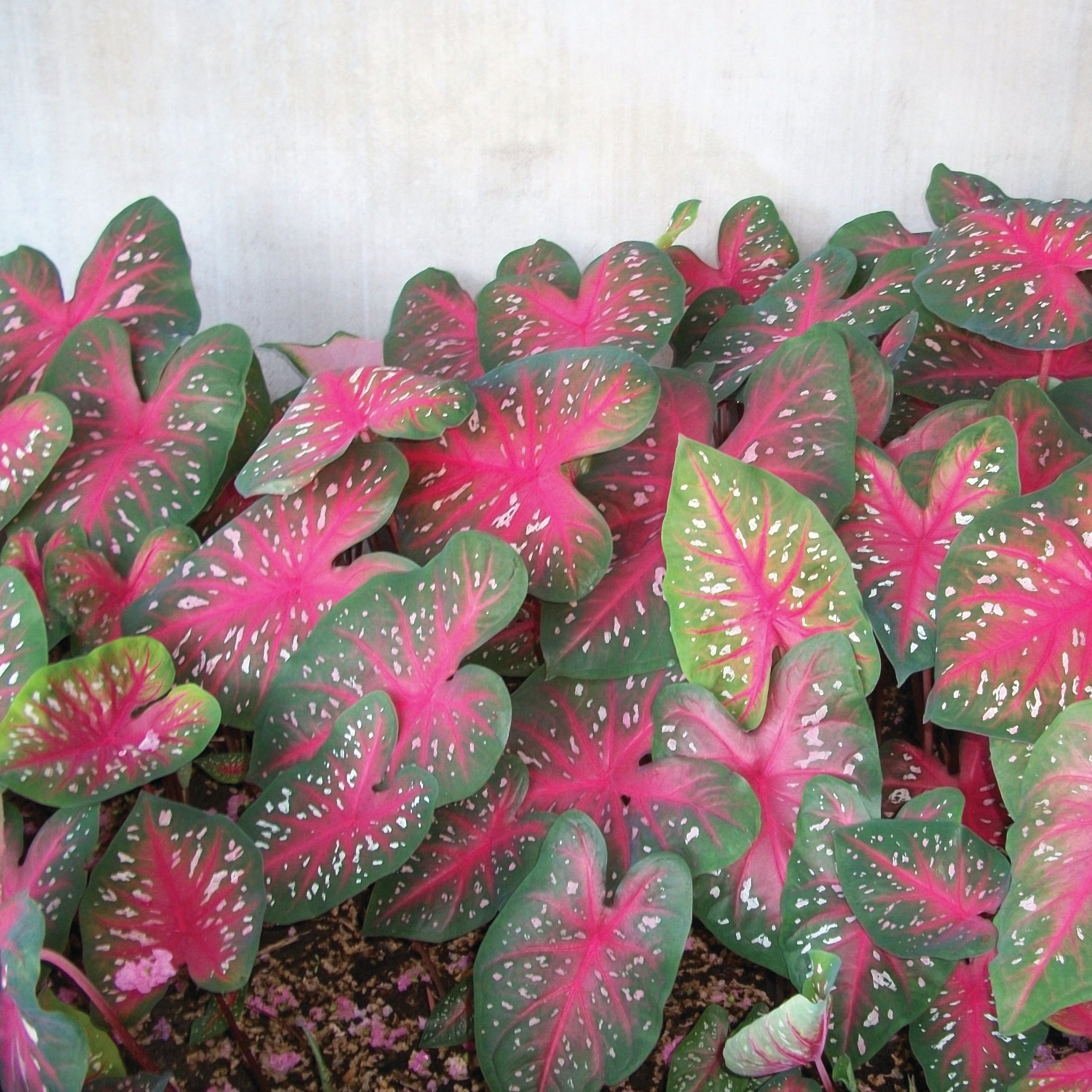 Select Caladiums Sale – Classic Caladiums