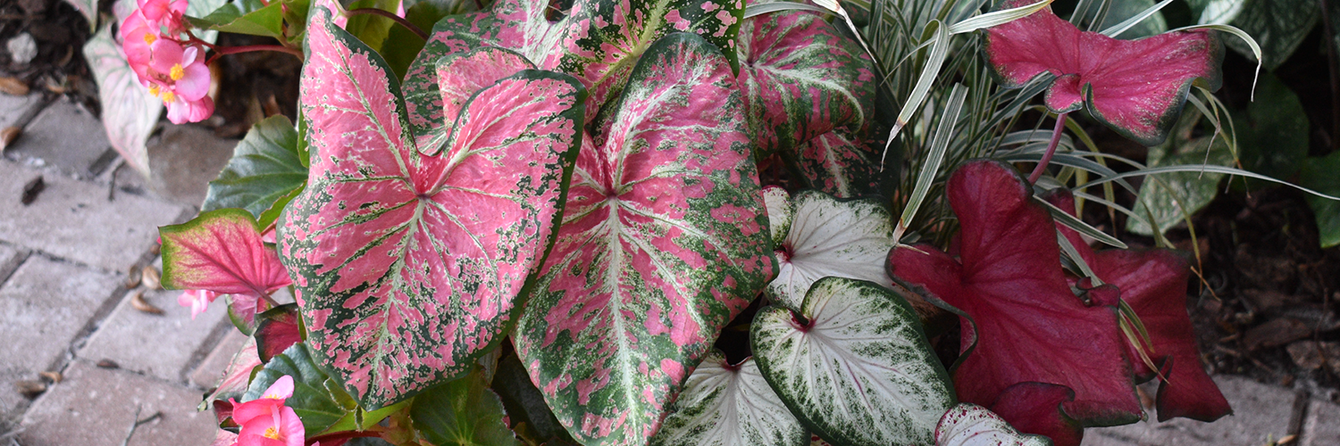 Using Caladiums as Cut Flowers: Design Tips and Tricks – Classic Caladiums