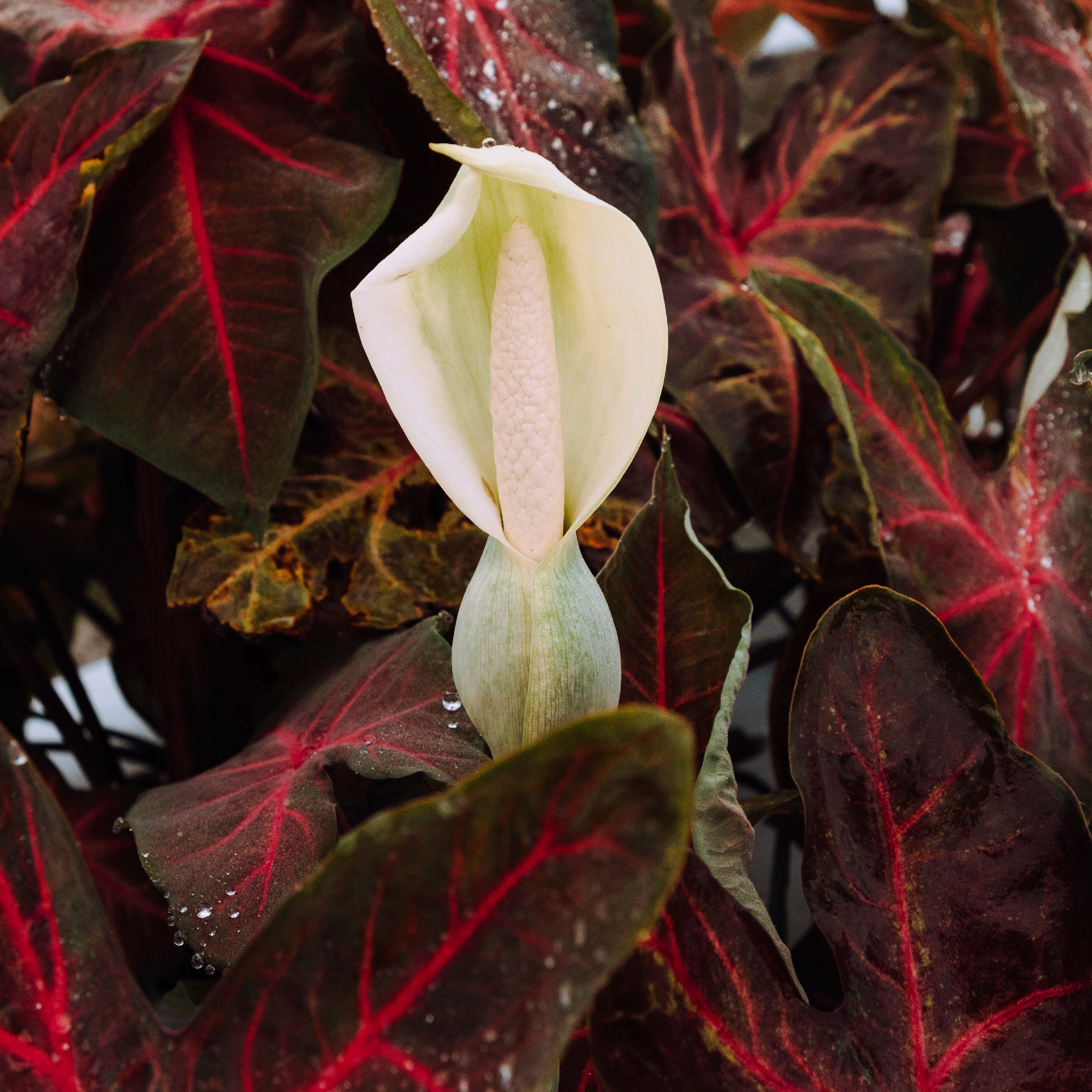 Classic Caladiums Frequently Asked Questions