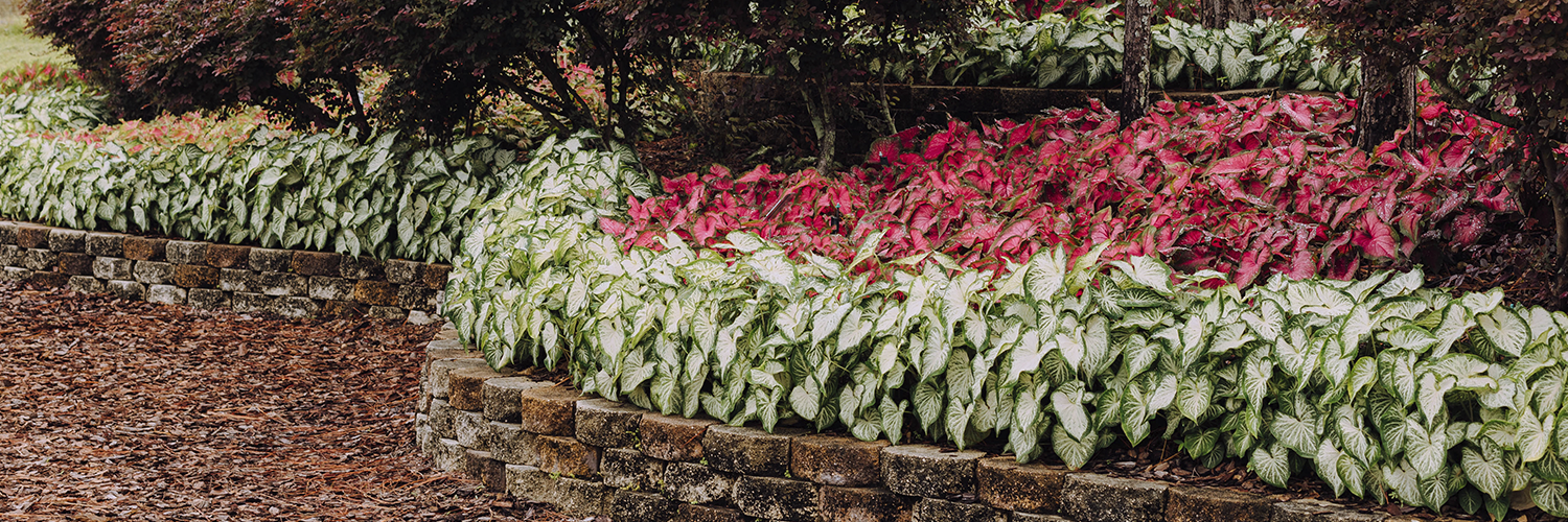 Landscaping Ideas With Caladium Caladium – Kate's Garden Kitchen