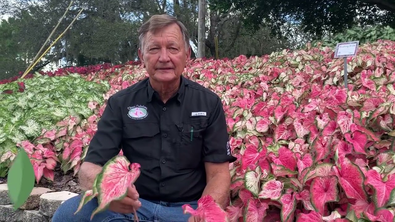 Heart to Heart 'Blushing Bride' Caladium – Classic Caladiums