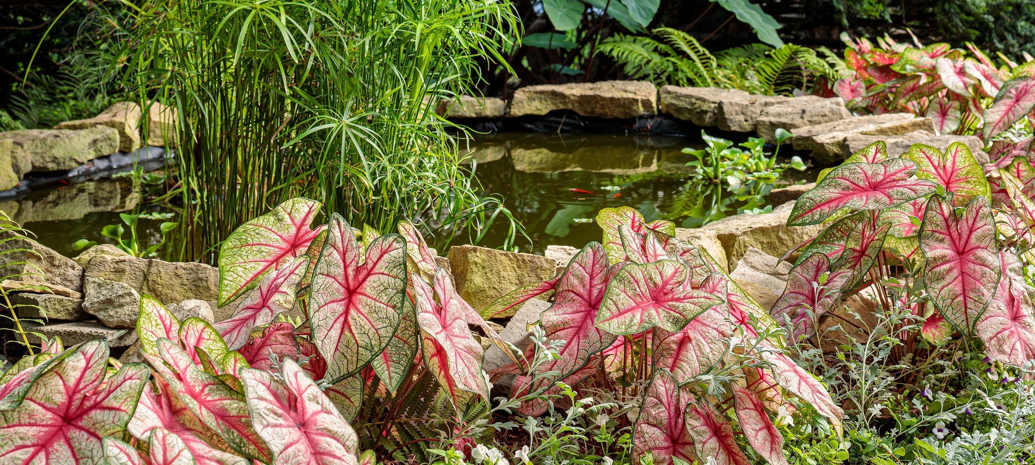 Caladium Planting Guide: How to Plant Caladiums for a Lush, Vibrant Ga – Classic Caladiums