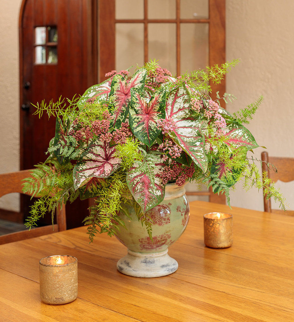 Caladium Arrangements – Classic Caladiums