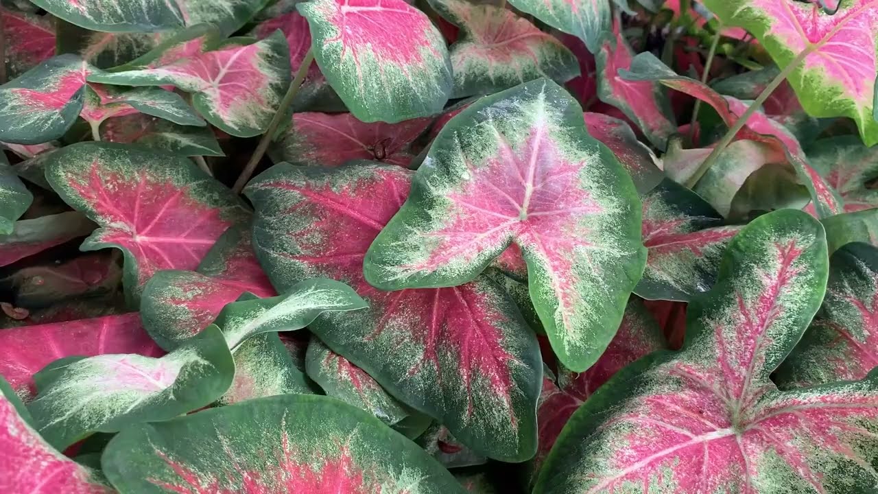 Heart to Heart 'Rose Glow' Caladium – Classic Caladiums