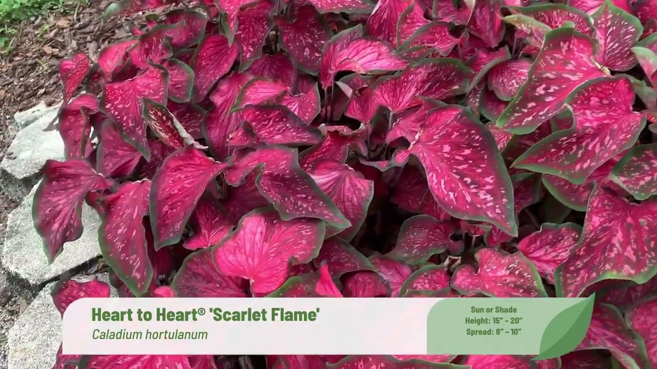 Heart to Heart 'Scarlet Flame' Caladium – Classic Caladiums