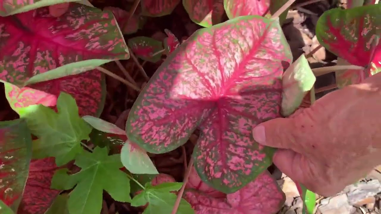 Heart to Heart 'Radiance' Caladium – Classic Caladiums