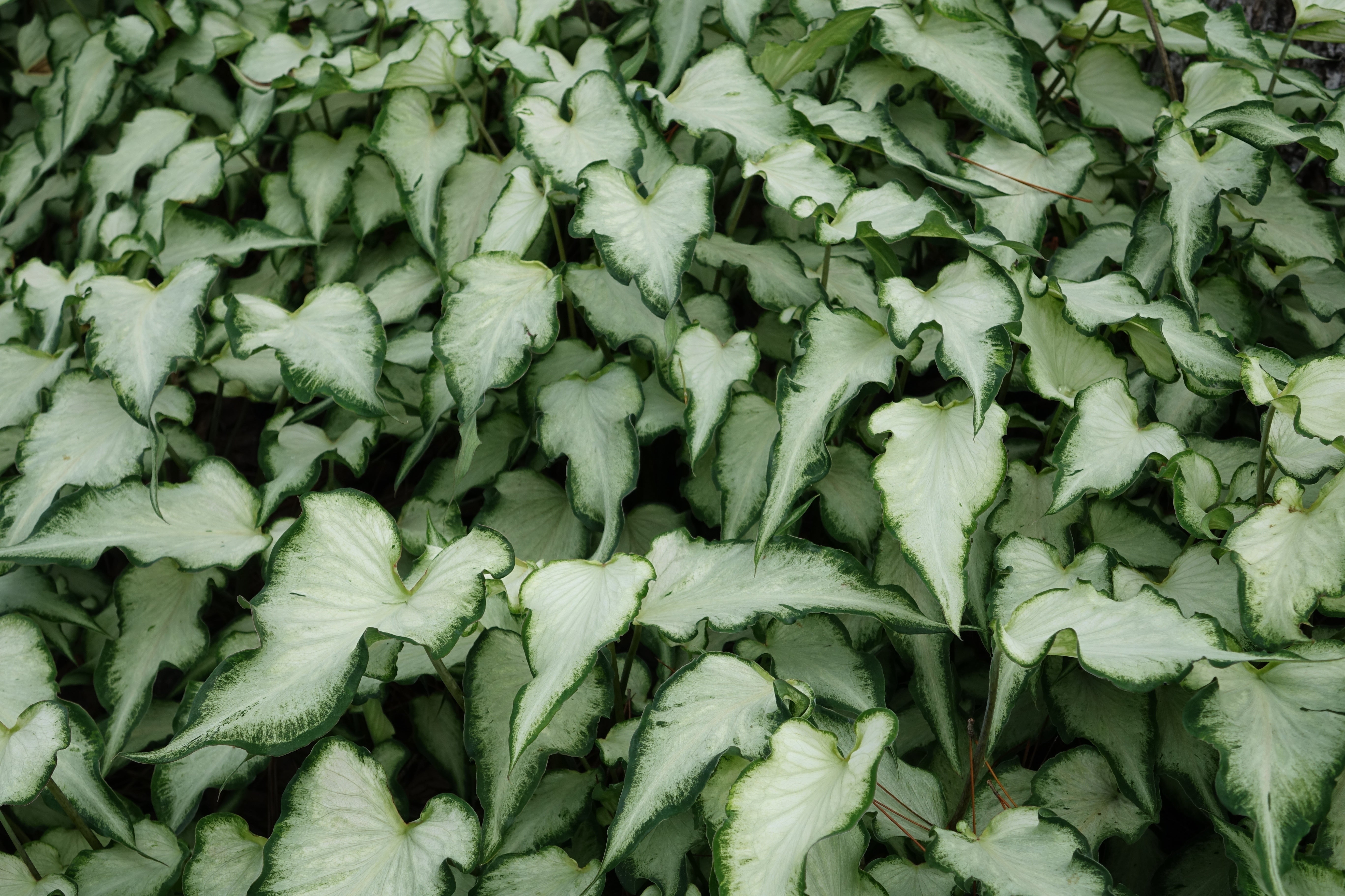 White Caladium Varieties – Classic Caladiums