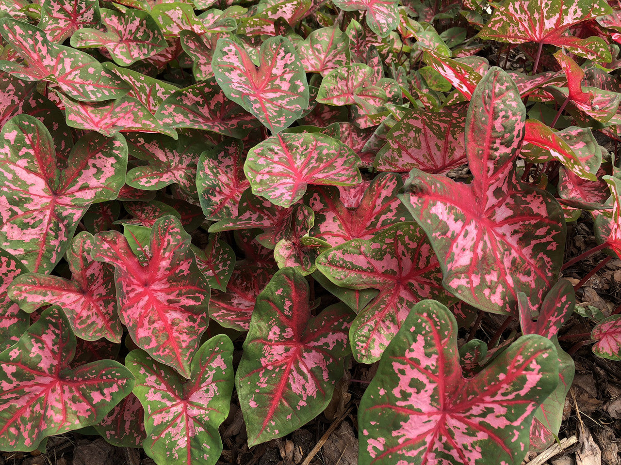 Intermediate Caladiums – Classic Caladiums