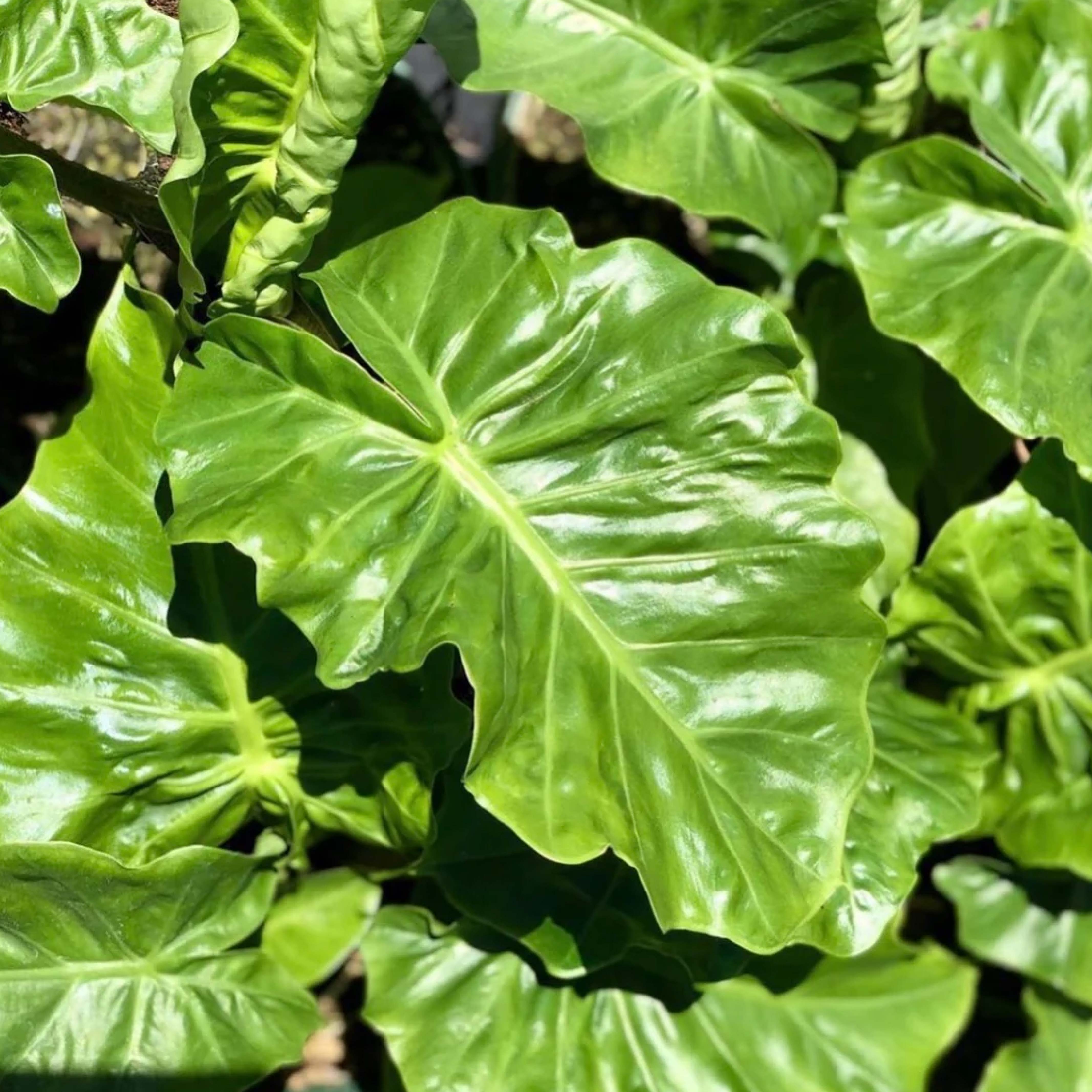 All Bulbs – Classic Caladiums