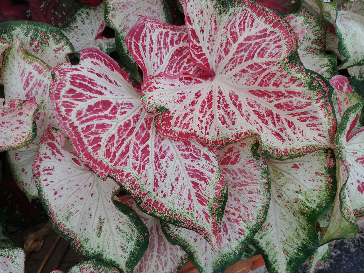 Peppermint Caladium Bulbs – Classic Caladiums
