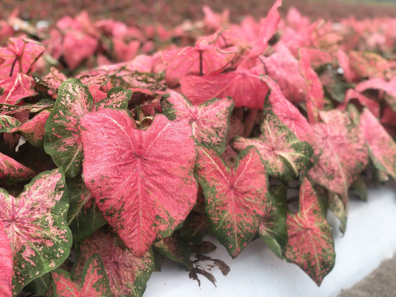 Ballet Slippers Caladiums – Classic Caladiums