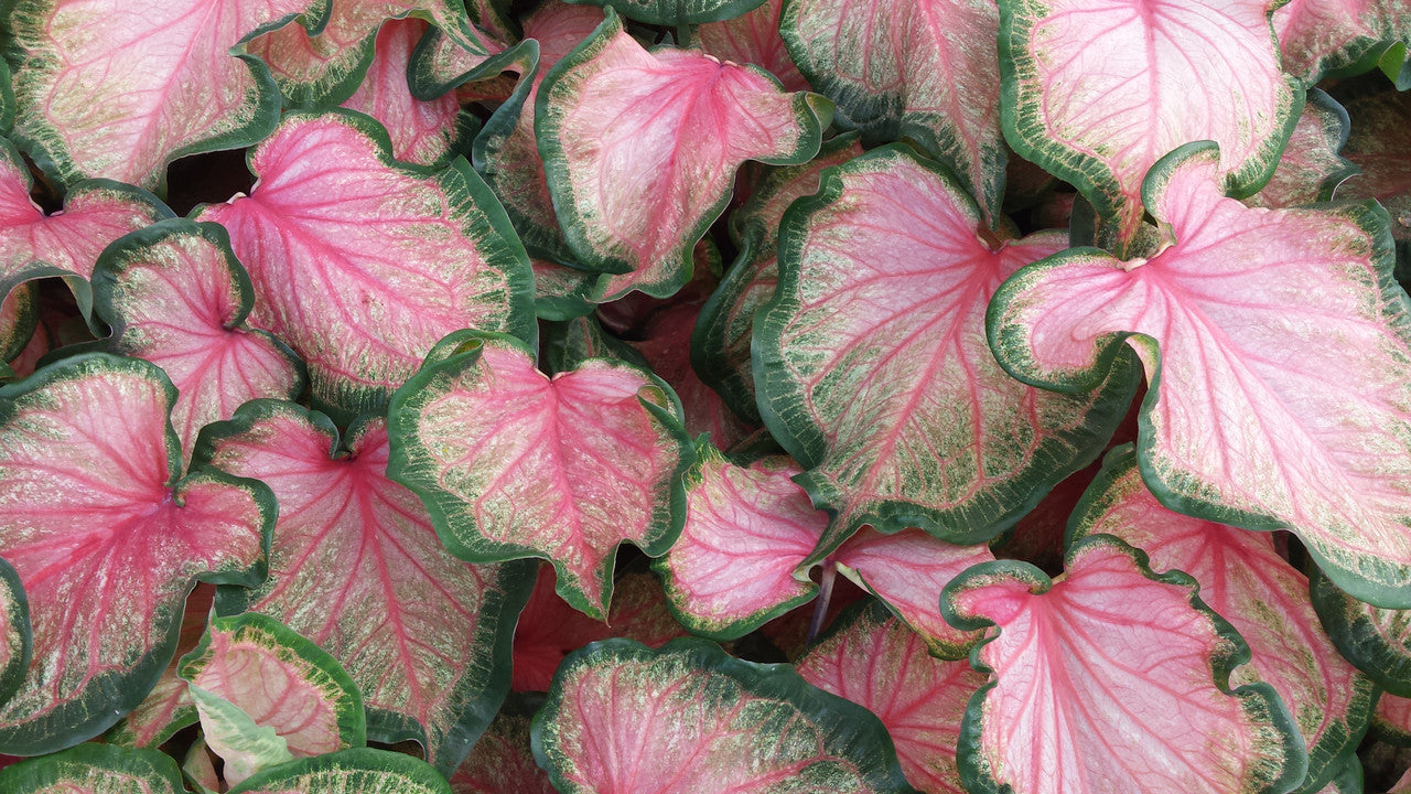 Heart to Heart® Chinook Caladium Bulbs – Classic Caladiums