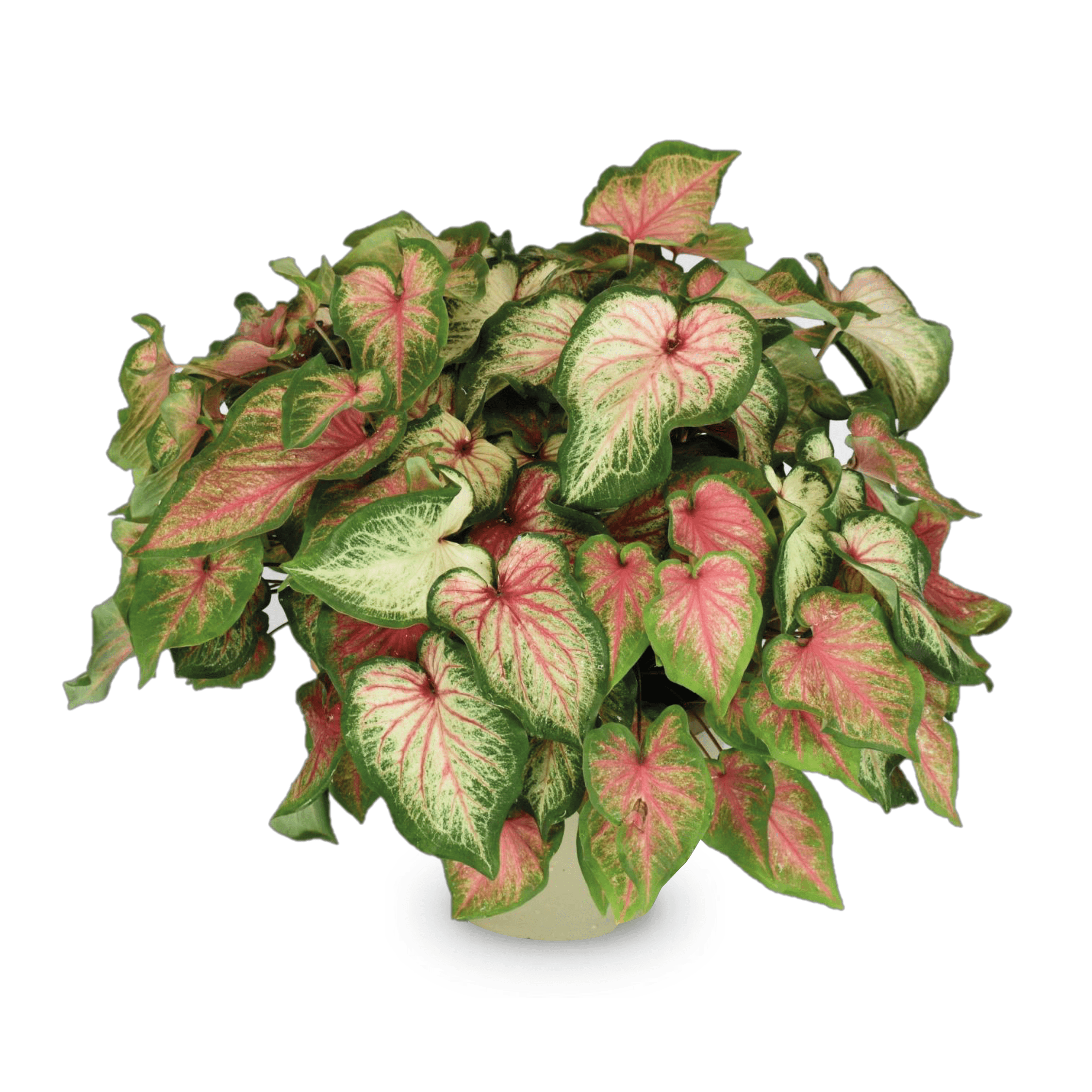 Majestic Sunset Recipe – Classic Caladiums