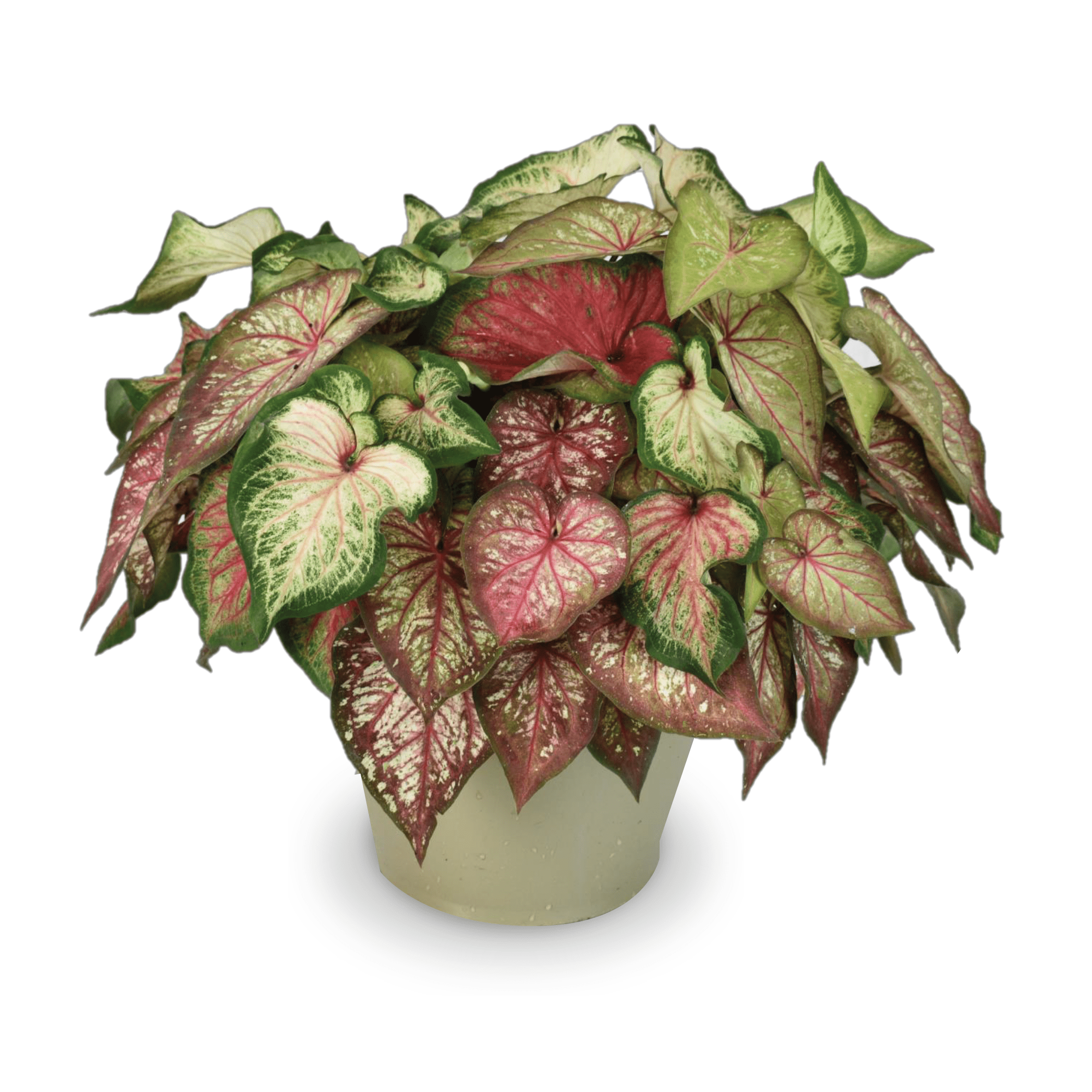 Bold Blast Recipe – Classic Caladiums