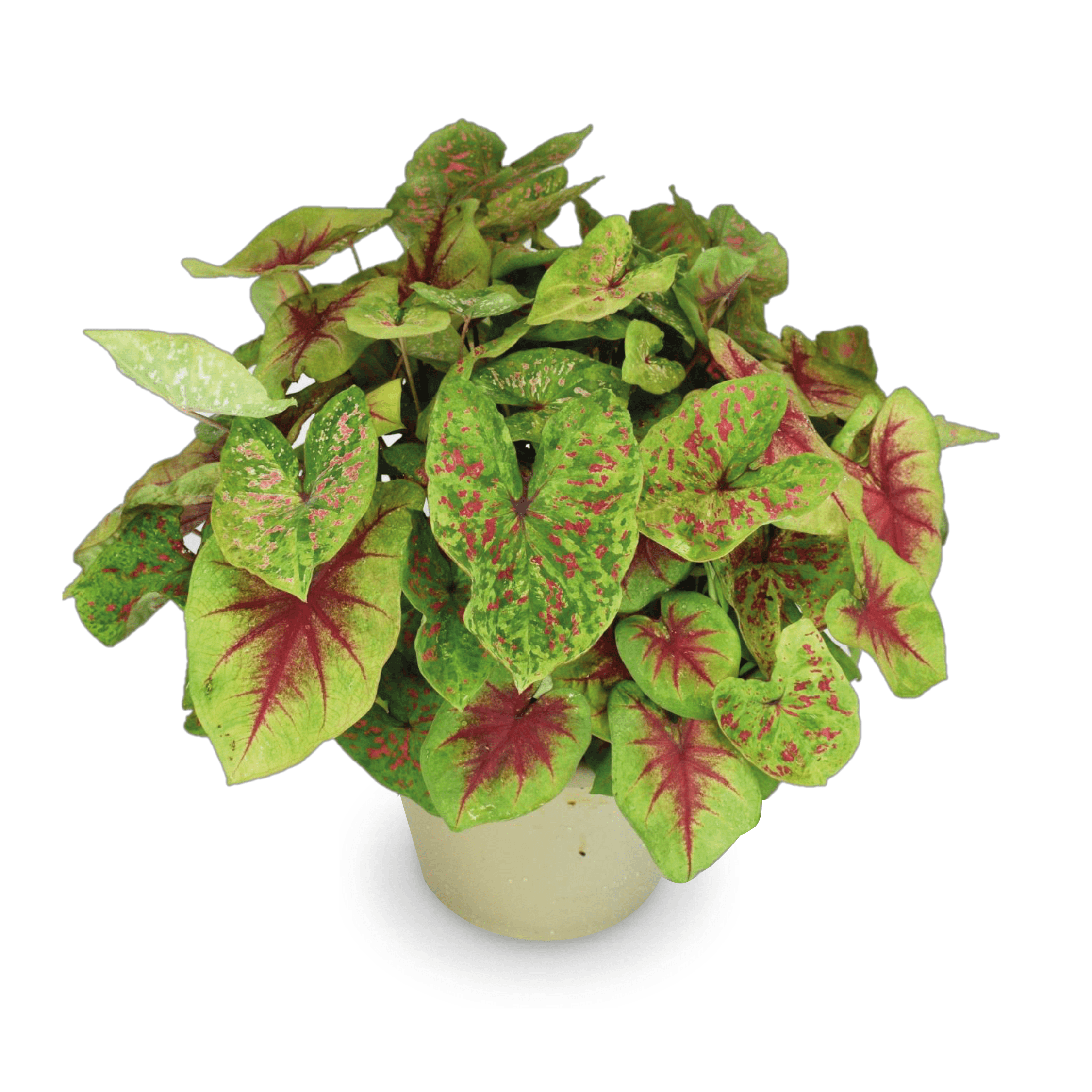 Kindness Recipe – Classic Caladiums