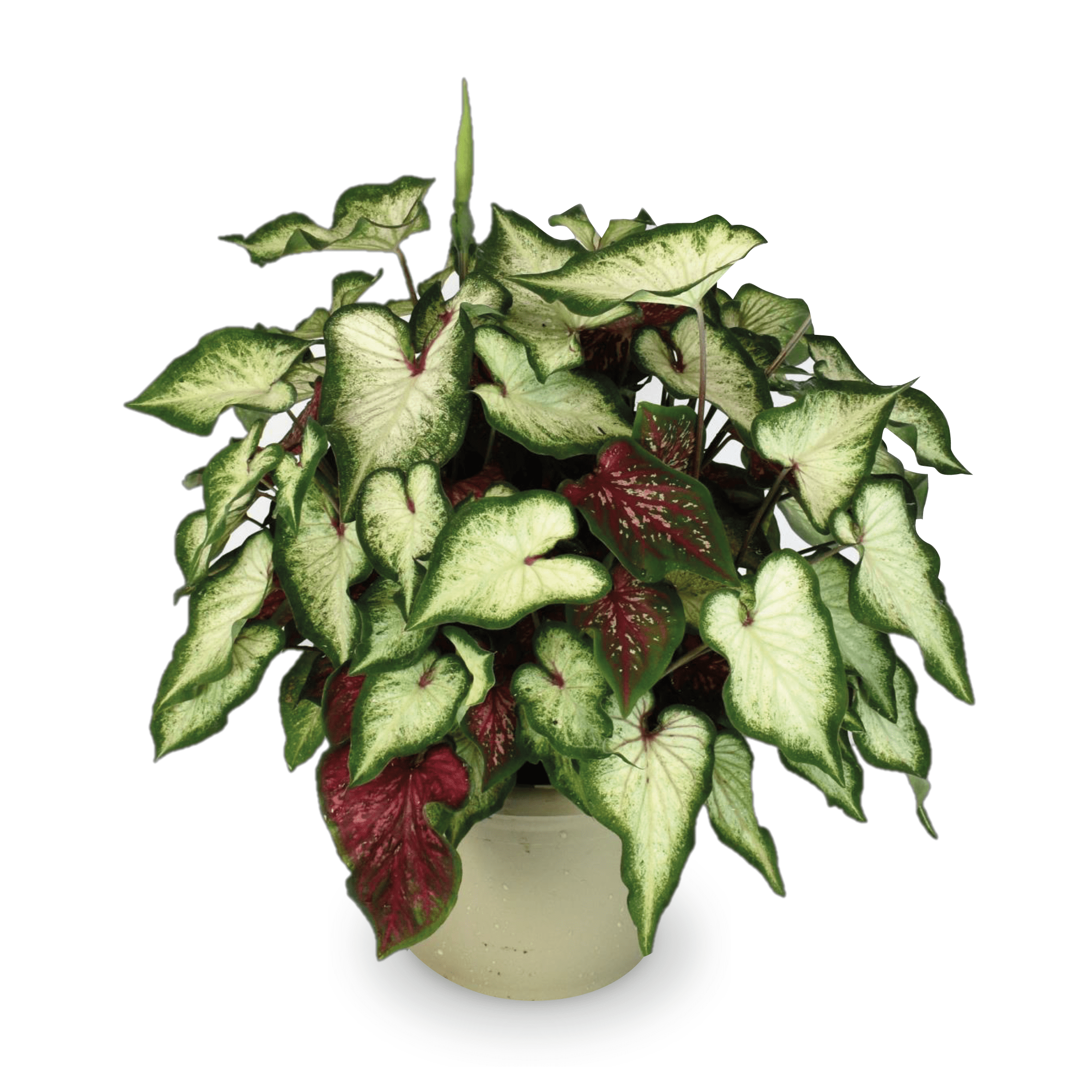 Heartfelt Wonder Recipe – Classic Caladiums