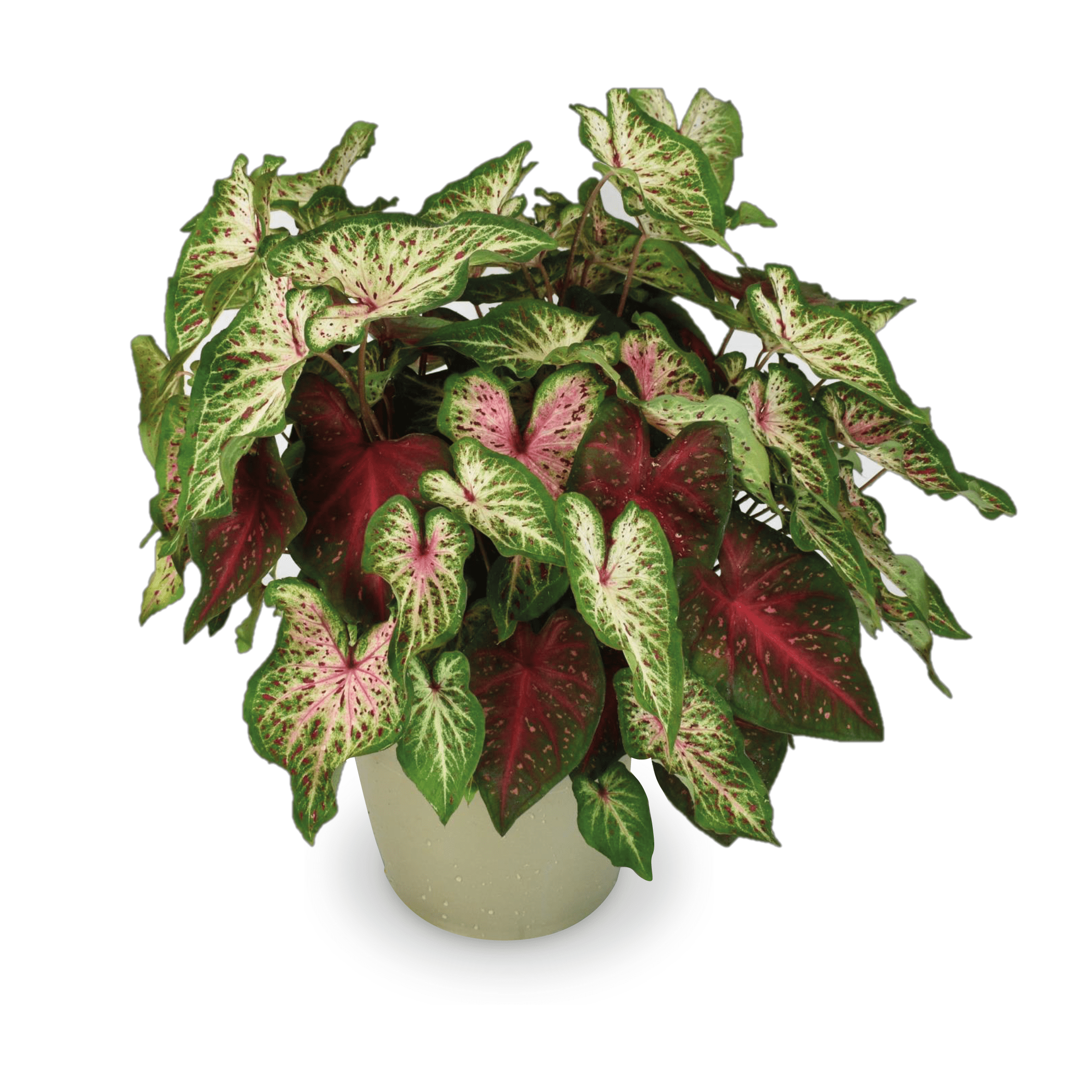 Sweetheart Passion Recipe – Classic Caladiums