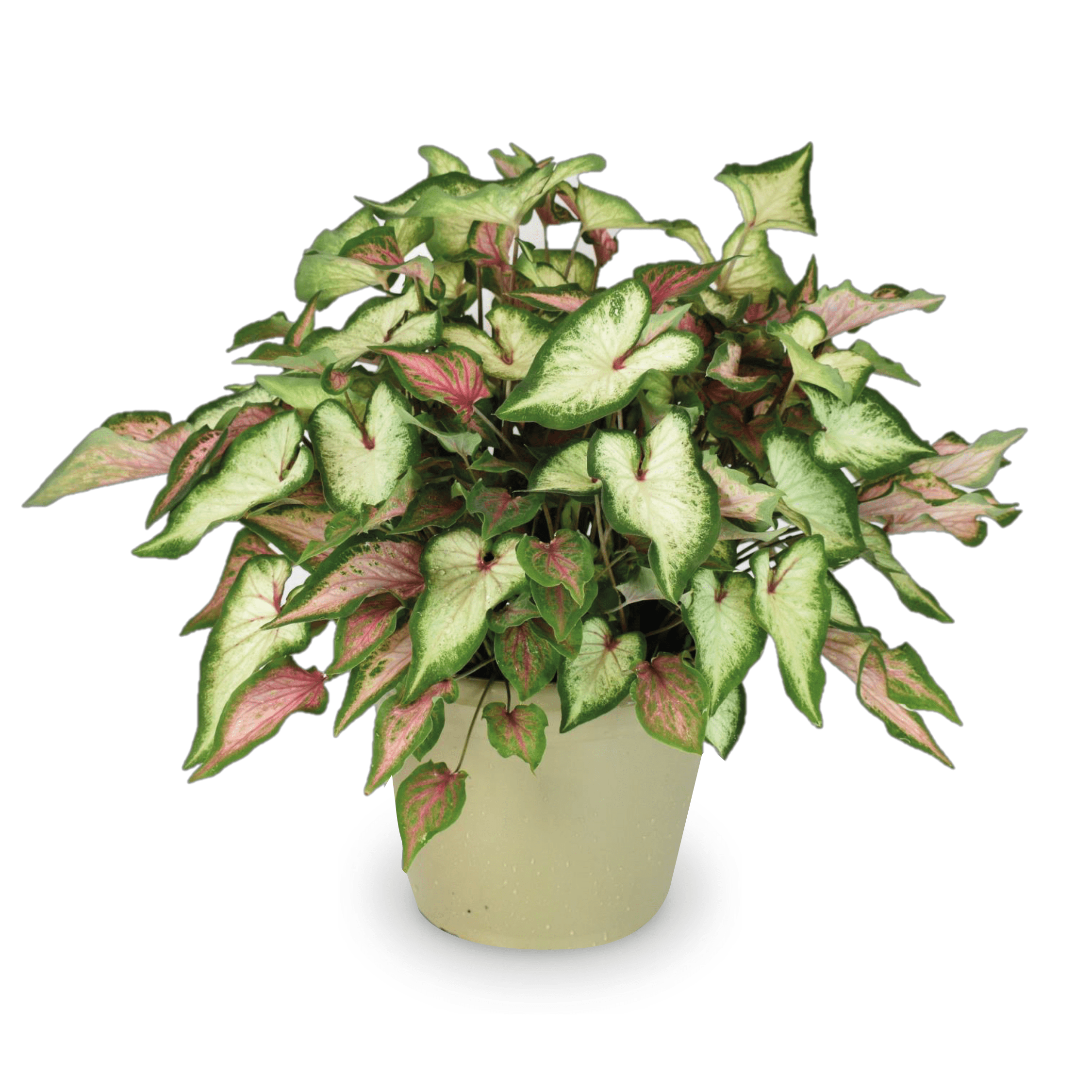 Lavender Snow Recipe – Classic Caladiums