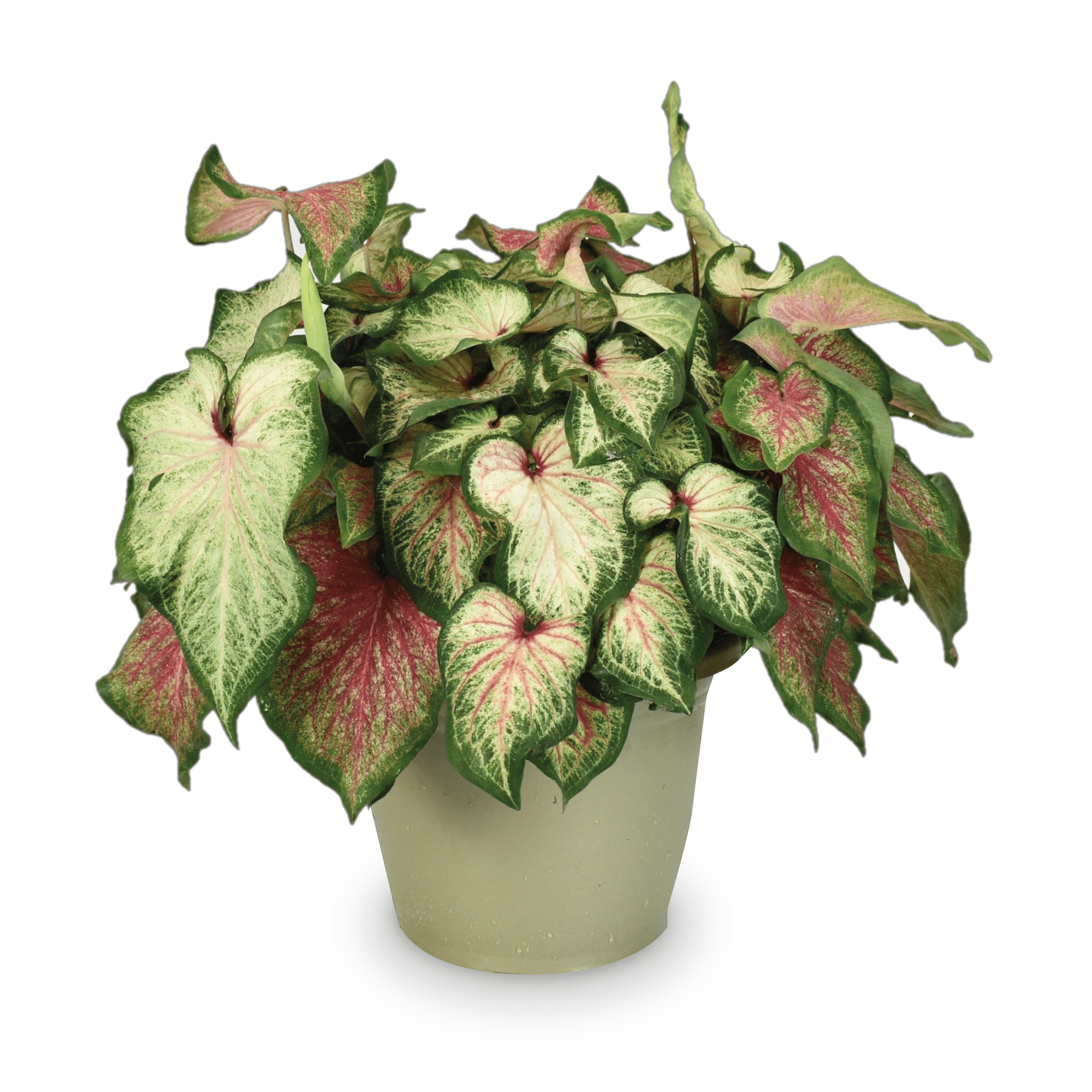 Pink Power Recipe – Classic Caladiums