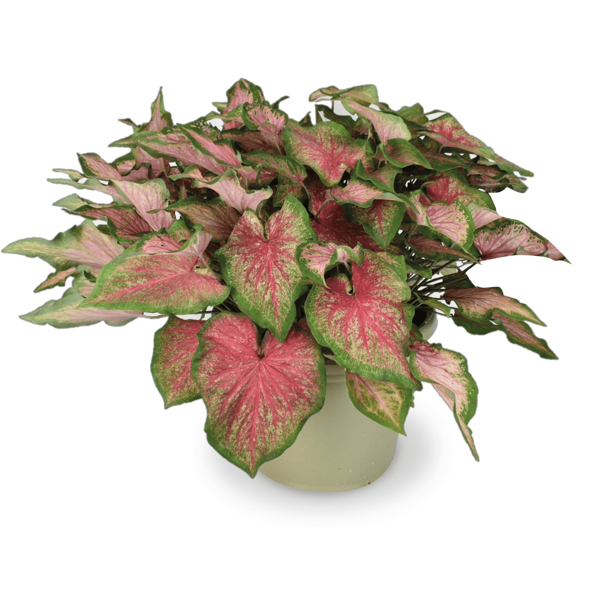 Pink Velvet Recipe – Classic Caladiums