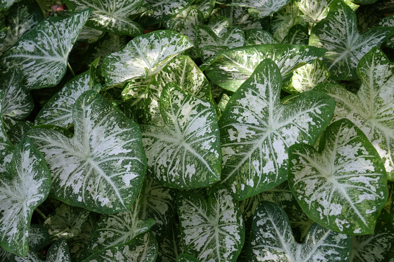 White Cap Caladium Bulbs – Classic Caladiums