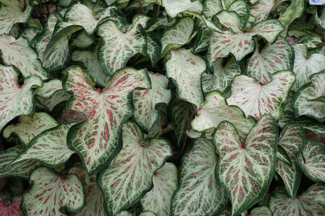 Candyland Caladium Bulbs – Classic Caladiums