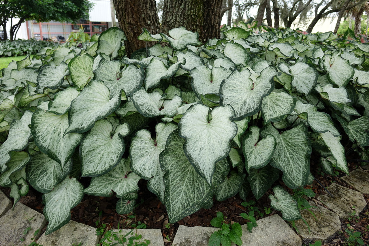 White Majesty Caladium Bulbs – Classic Caladiums
