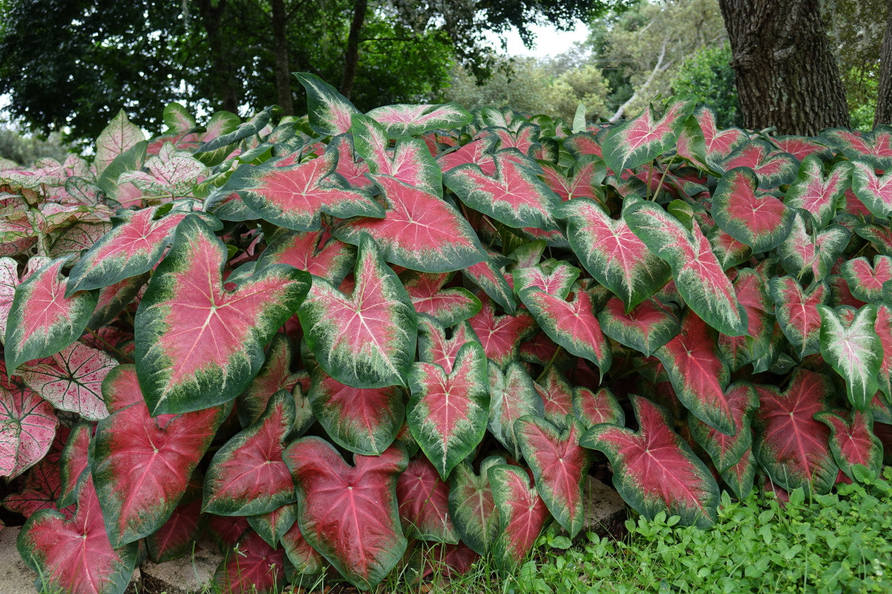 Heart to Heart® Rose Glow Caladium Bulbs – Classic Caladiums