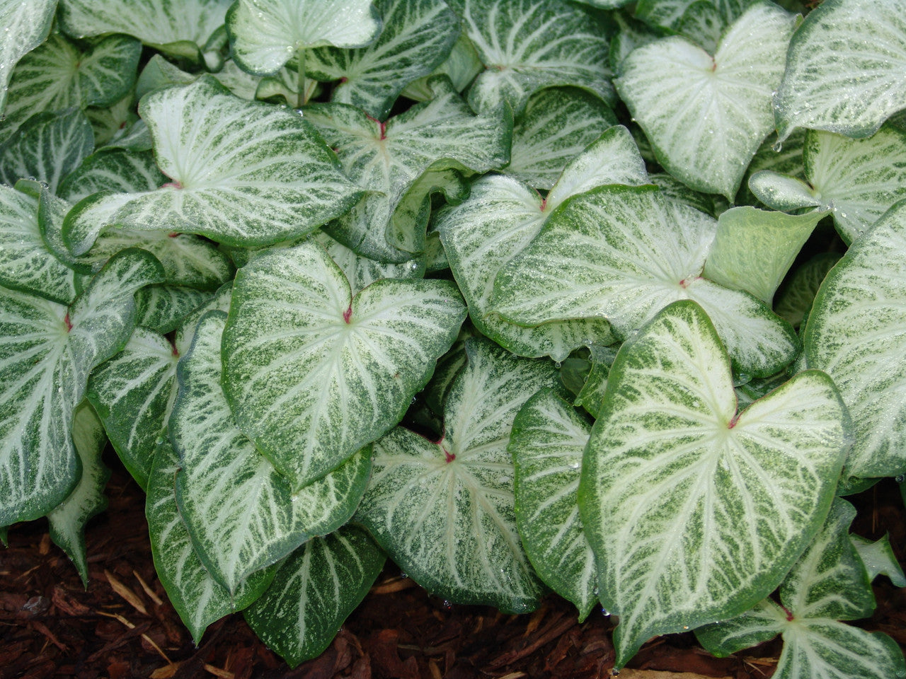 White Diamond Caladium Bulbs – Classic Caladiums