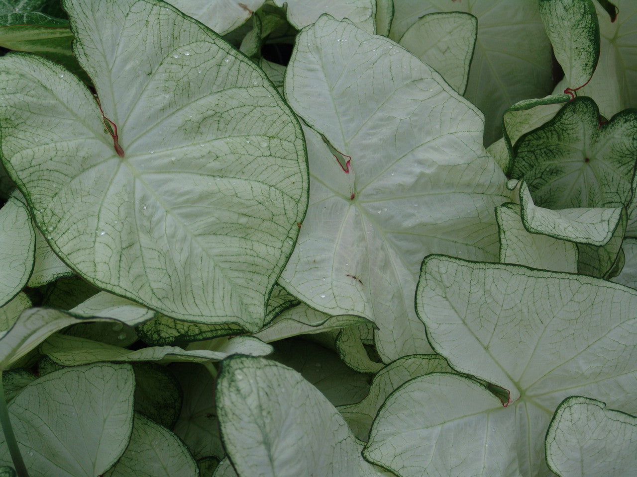 Moonlight Caladium Bulbs – Classic Caladiums