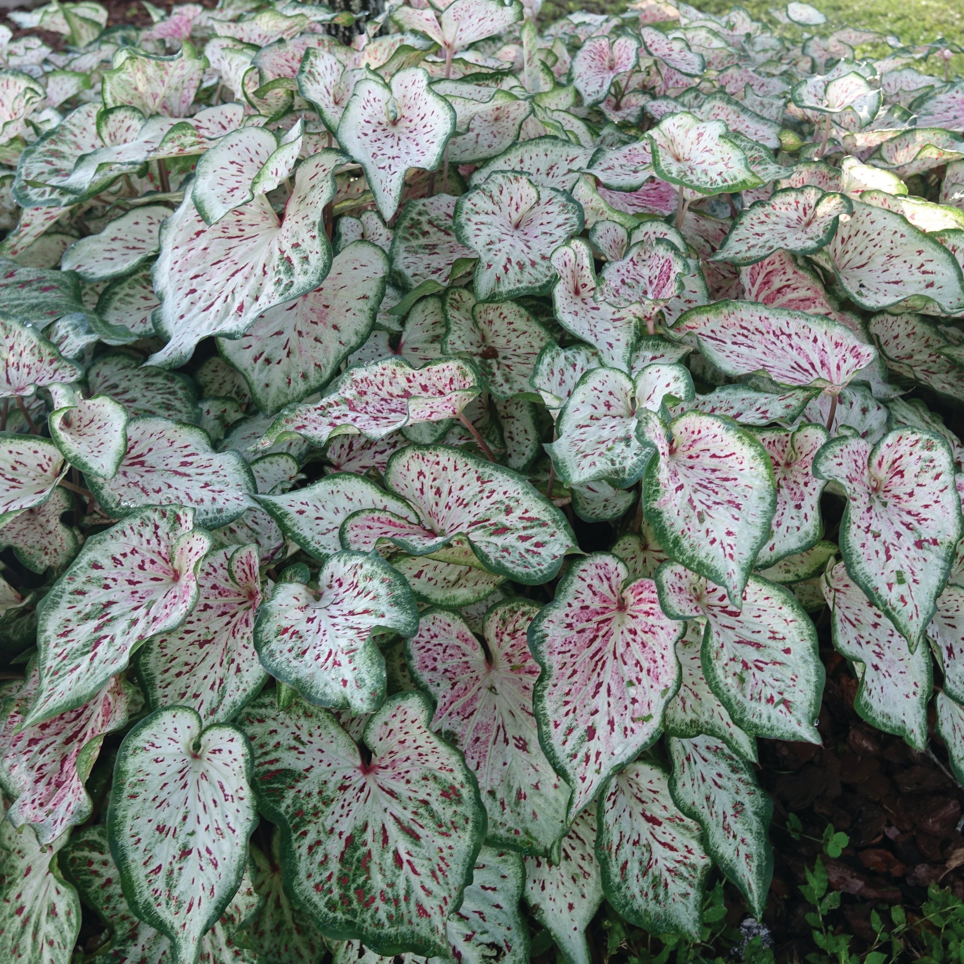 Day Dreamer Caladium Bulbs – Classic Caladiums