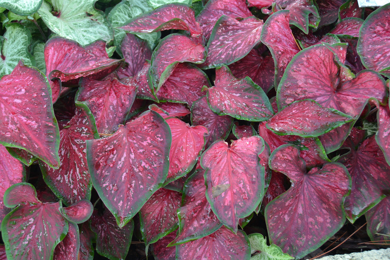 Heart to Heart® Scarlet Flame Caladium Bulbs – Classic Caladiums