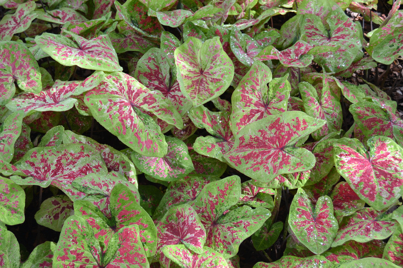 Heart to Heart® Raspberry Moon Caladium Bulbs – Classic Caladiums