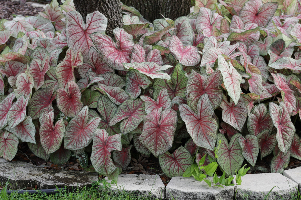 Southern Charm Caladium Bulbs – Classic Caladiums