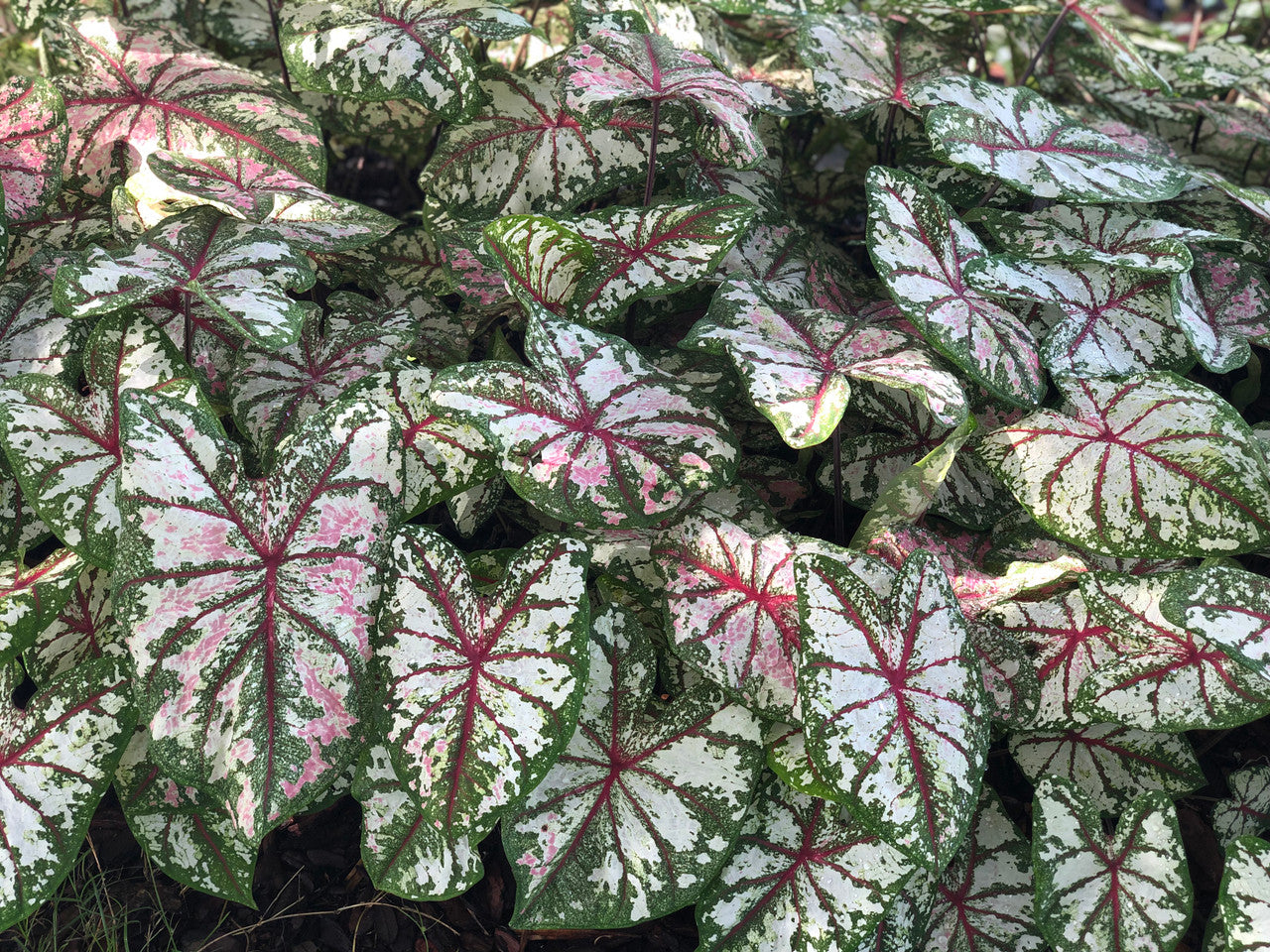 Celebration Caladium Bulbs – Classic Caladiums
