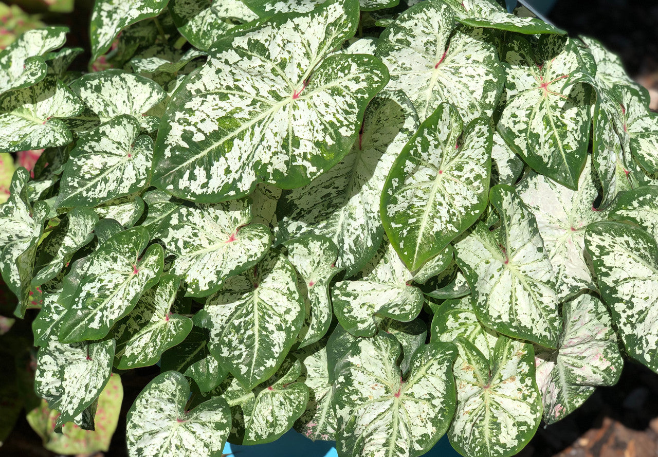 Heart to Heart® Snow Flurry Caladium Bulbs – Classic Caladiums