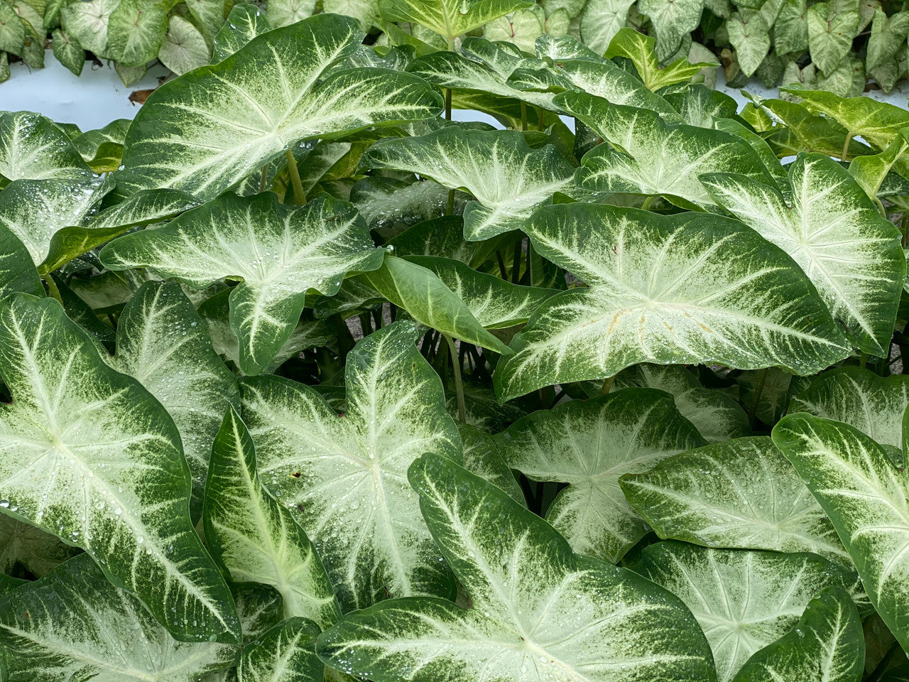 Water's Edge Caladium Bulbs – Classic Caladiums