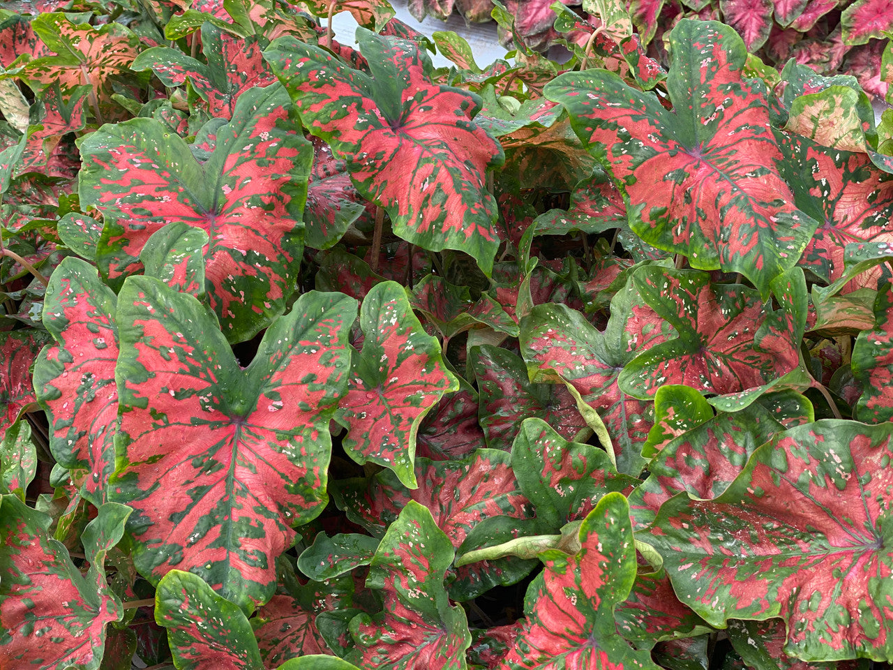 Freckles Caladium Bulbs – Classic Caladiums