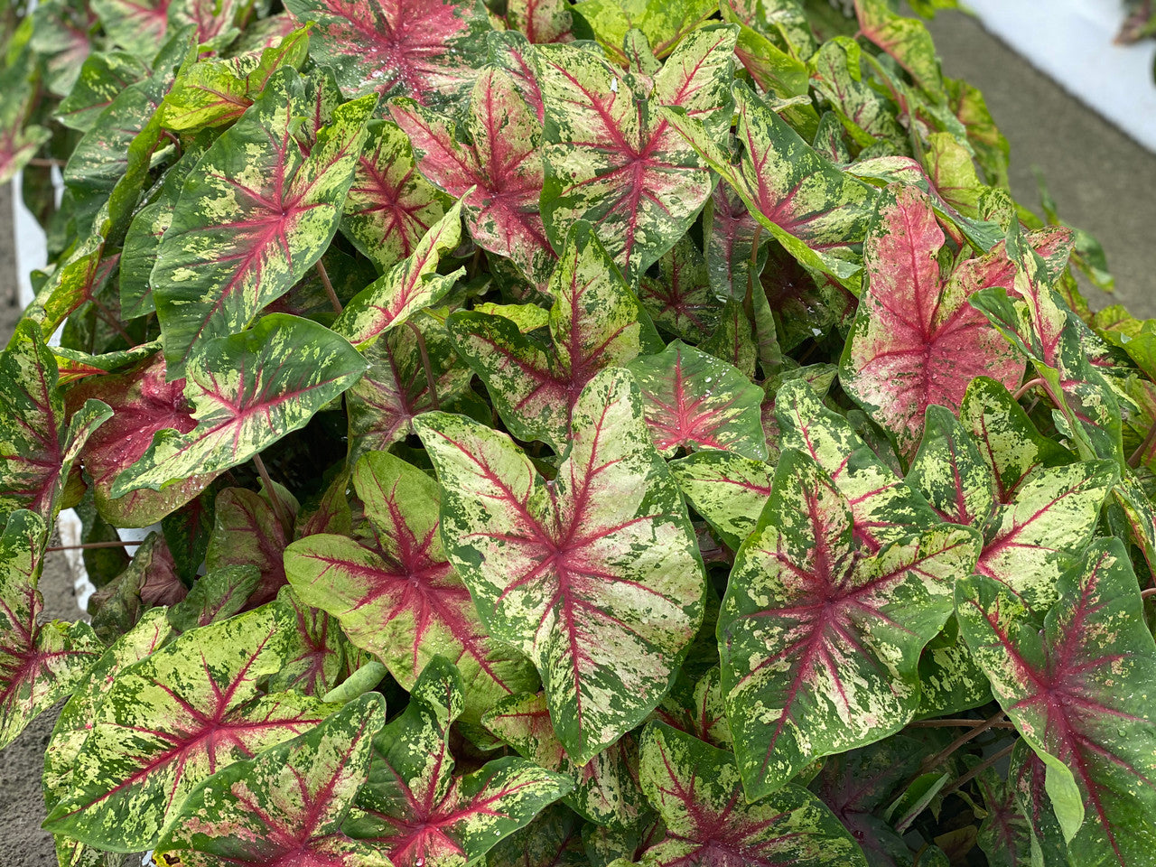 Heart to Heart® Flatter Me Caladium Bulbs – Classic Caladiums
