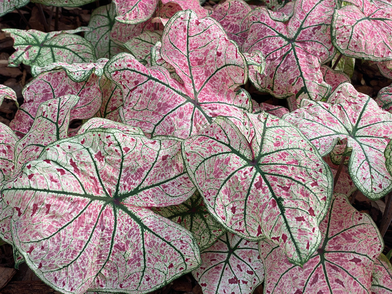Heart to Heart® Splash of Wine – Classic Caladiums