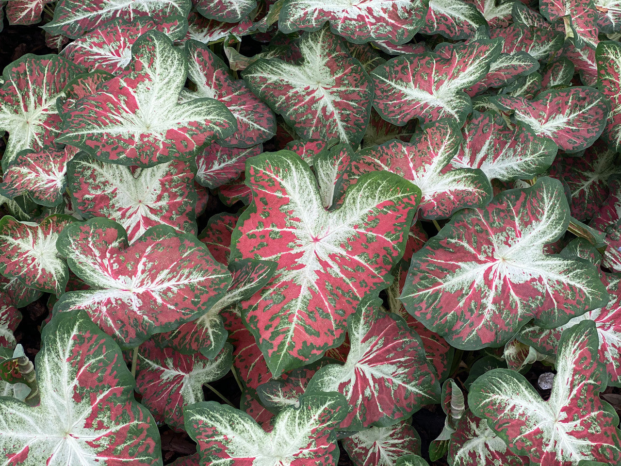 Heart to Heart® Dawn to Dusk – Classic Caladiums