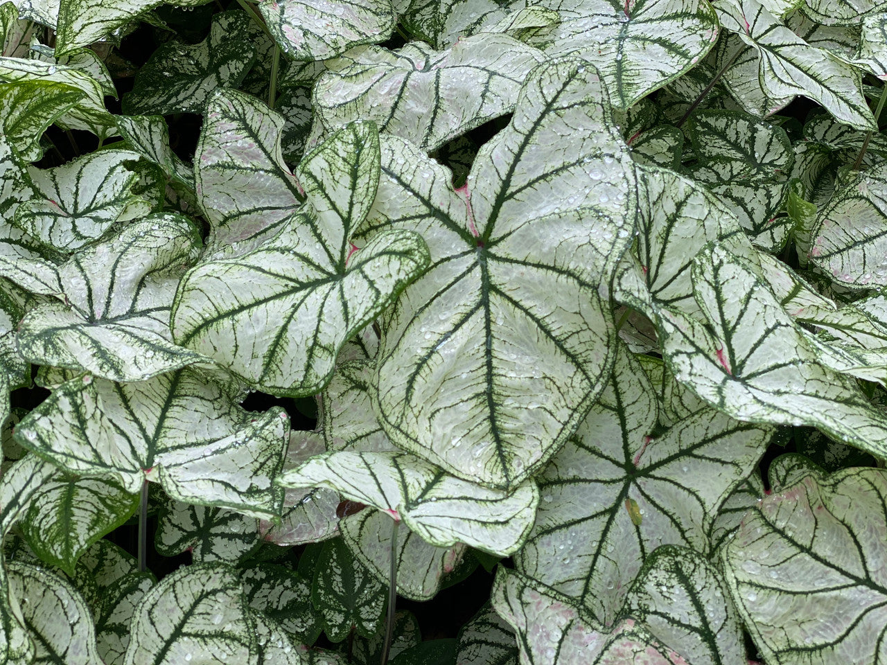 Heart to Heart® Snow Drift Caladium Bulbs – Classic Caladiums