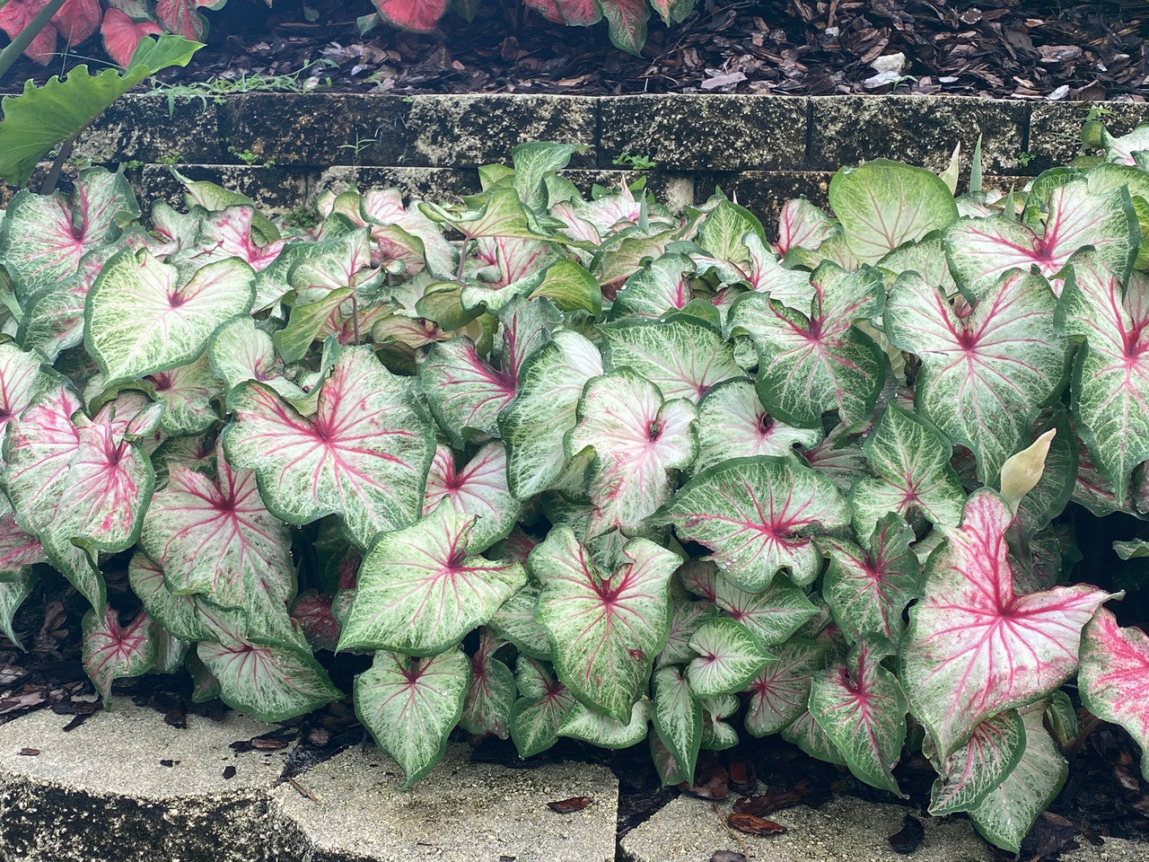 Heart to Heart® White Star – Classic Caladiums