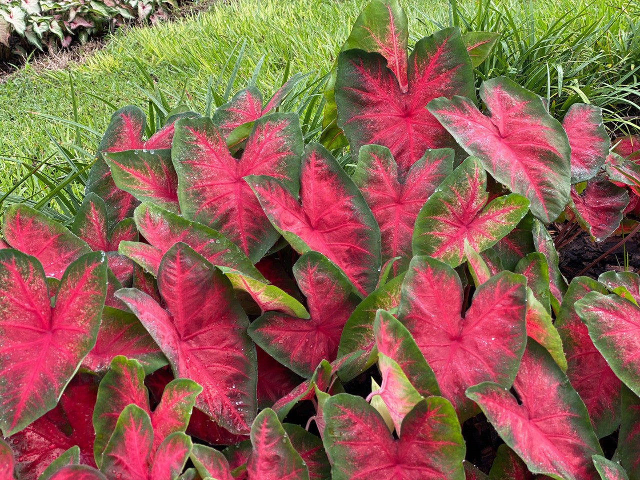 Short Caladiums – Classic Caladiums