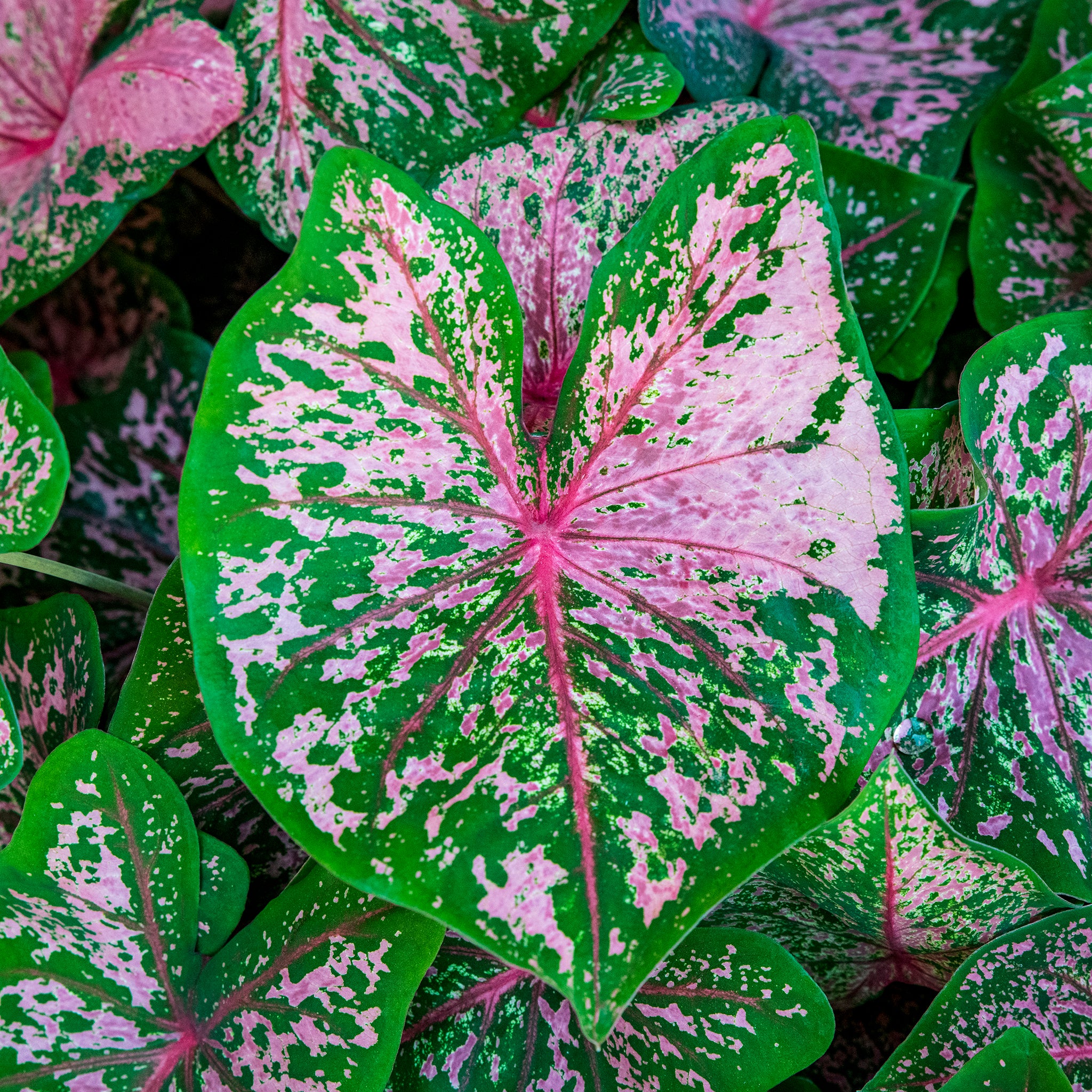 Pink Beauty Caladium Bulbs – Classic Caladiums