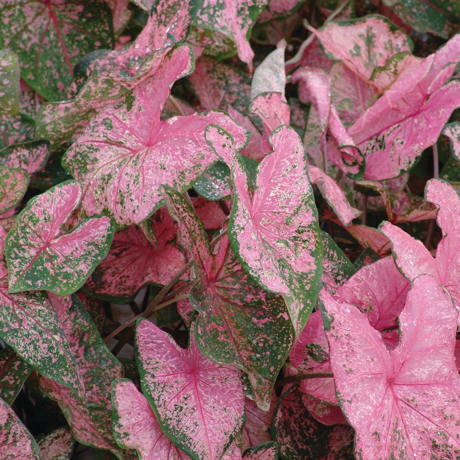 Pink Beauty Caladium Bulbs – Classic Caladiums