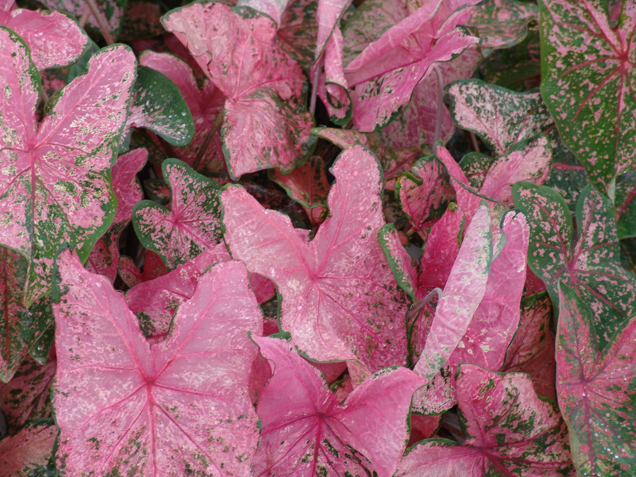 Pink Beauty Caladium Bulbs – Classic Caladiums