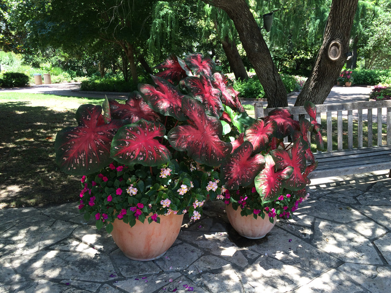 Red Flash Caladium Bulbs – Classic Caladiums