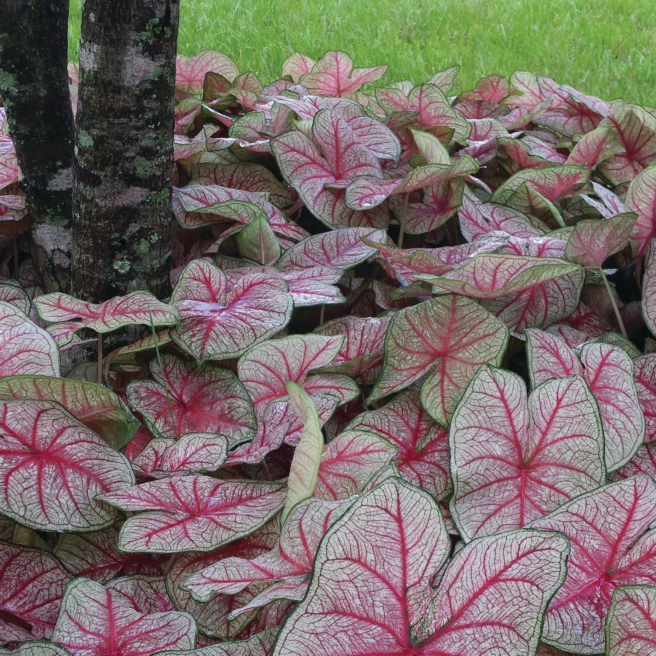 Southern Charm Caladium Bulbs – Classic Caladiums